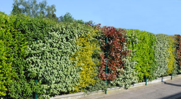 Quels sont les meilleurs arbustes pour une haie ? - Housekeeping ...