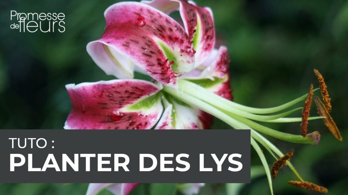 Comment planter des lys en pleine terre ? - Housekeeping Magazine : Idées Décoration ...