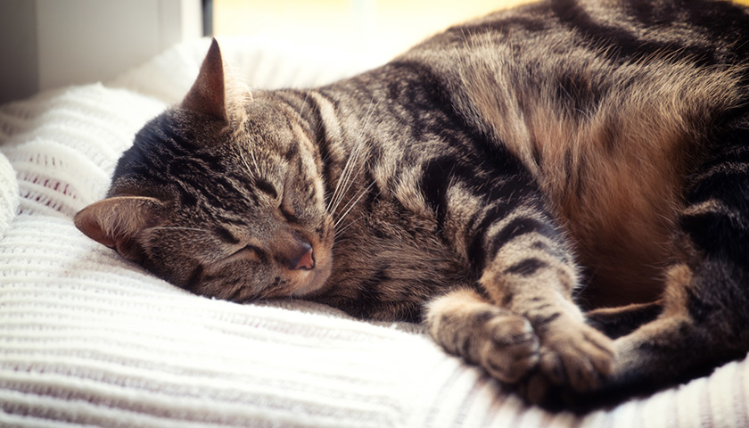 Est-ce normal que mon chat dort tout le temps ? - Housekeeping Magazine ...