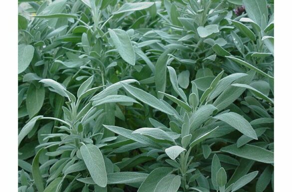 Où planter une sauge arbustive ? - Housekeeping Magazine : Idées ...