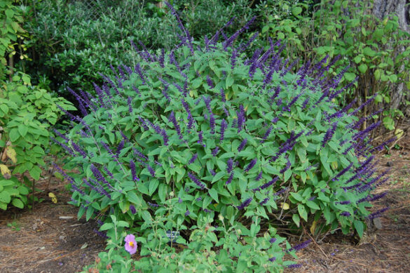 Quand planter la sauge arbustive ? - Housekeeping Magazine : Idées ...