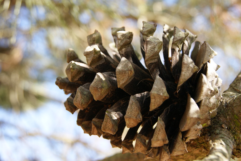 Quel est le nom du fruit du pin ? - Housekeeping Magazine : Idées ...