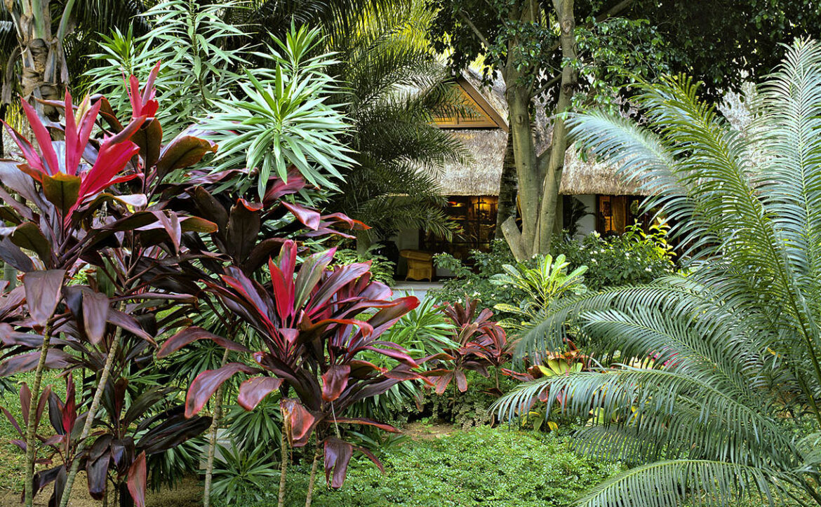 Quelles plantes pour un jardin tropical ? - Housekeeping Magazine ...