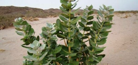 Quels sont les noms des arbres ? - Housekeeping Magazine : Idées ...