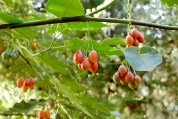 C'est quoi un Tomatier ? - Housekeeping Magazine : Idées Décoration ...