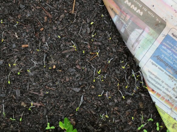 Comment composter du carton ? - Housekeeping Magazine : Idées ...