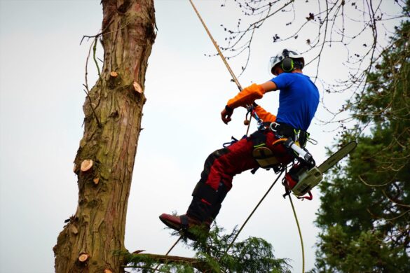 Comment élaguer un arbre Soi-même ? - Housekeeping Magazine : Idées ...