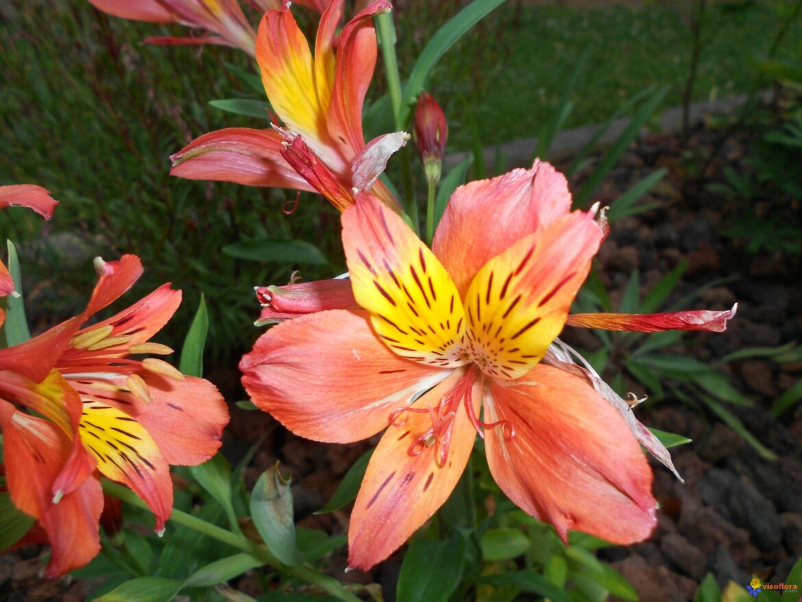 Comment faire refleurir lys des Incas ? - Housekeeping Magazine : Idées ...