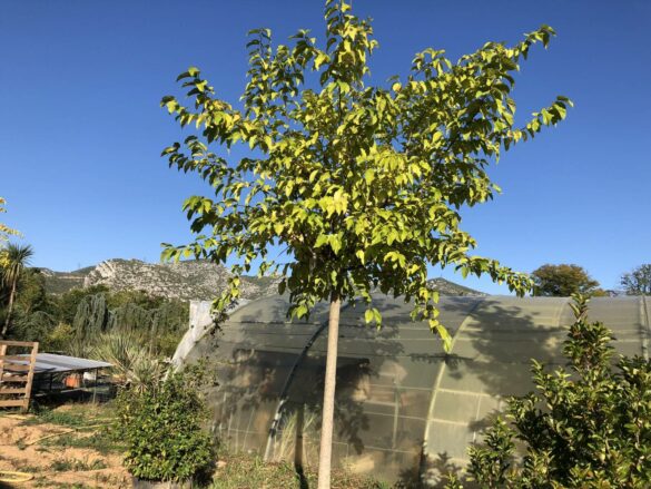 Comment faire un parasol avec un mûrier platane ? - Housekeeping ...