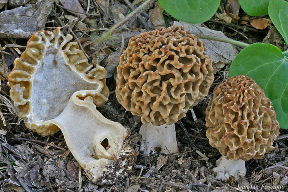 Comment reconnaître une fausse morille ? - Housekeeping Magazine ...