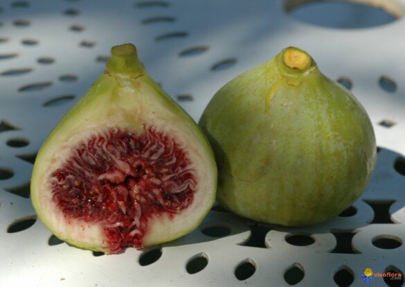 Comment reconnaître une variété de figue ? - Housekeeping Magazine ...