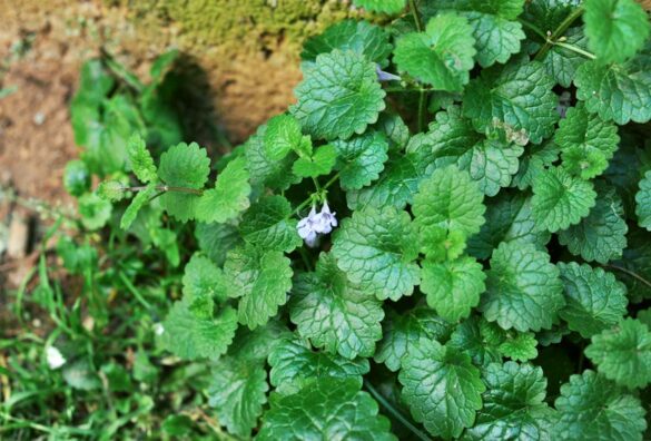 Comment s'appelle le fruit du lierre ? - Housekeeping Magazine : Idées ...