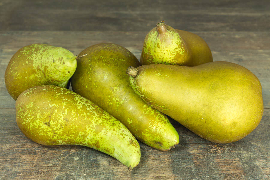 Comment savoir quand les poires sont mûres ? - Housekeeping Magazine ...