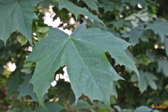 Comment tailler un érable plane ? - Housekeeping Magazine : Idées ...