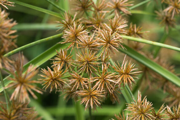 Est-ce que le papyrus pousse vite ? - Housekeeping Magazine : Idées ...