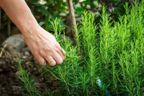 Où placer le romarin au jardin ? - Housekeeping Magazine : Idées ...