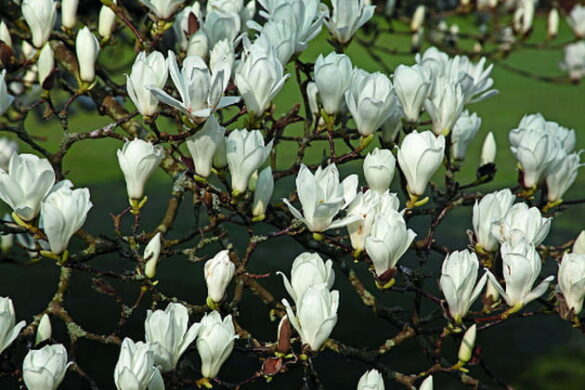 Où planter un magnolia dans le jardin ? - Housekeeping Magazine : Idées ...