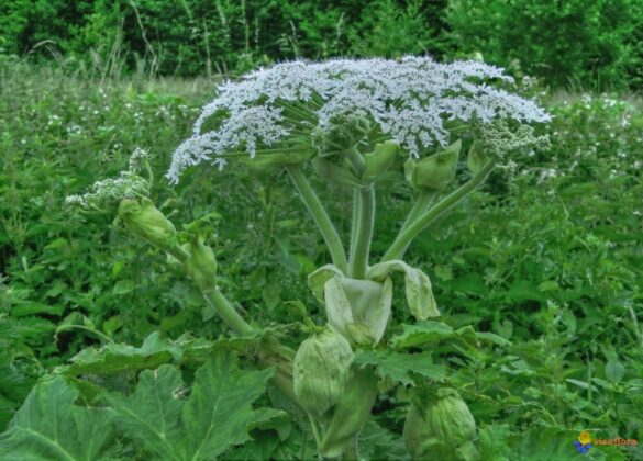 Où trouver de la ciguë ? - Housekeeping Magazine : Idées Décoration ...