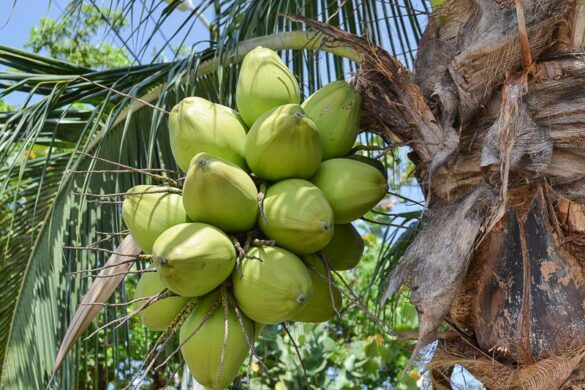 Pourquoi les feuilles de mon cocotier deviennent marron ...