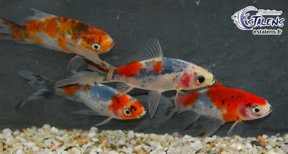 Pourquoi les poissons rouges sont noirs ? - Housekeeping Magazine ...