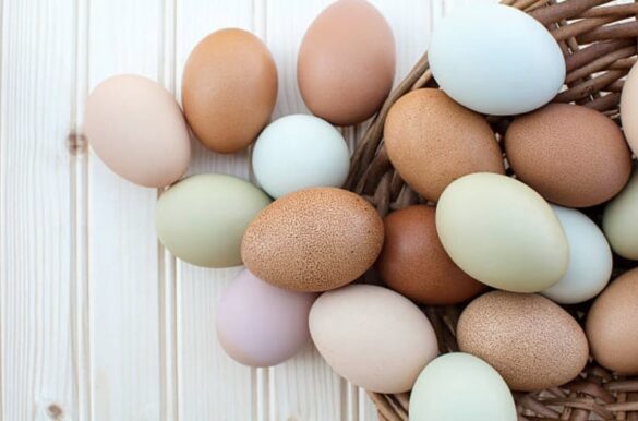 Pourquoi œuf de poule vert ? - Housekeeping Magazine : Idées Décoration ...