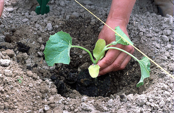 Quand et comment arroser les melons ? - Housekeeping Magazine : Idées ...