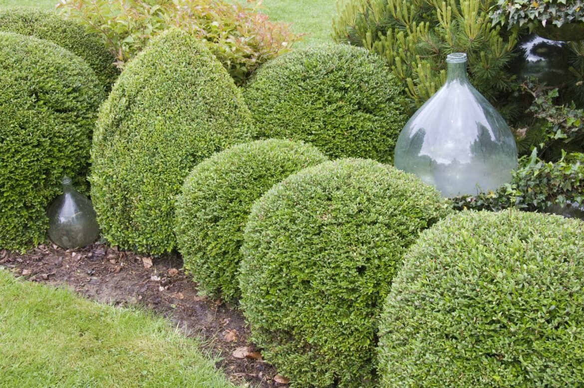 Quel buis pour haie basse ? - Housekeeping Magazine : Idées Décoration ...