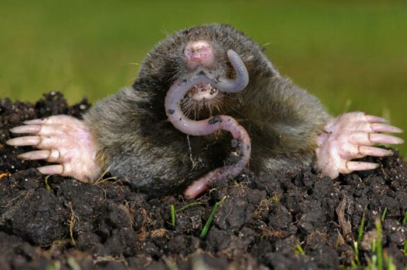 Cal é o depredador da toupa? - Revista de limpeza: ideas de decoración ...