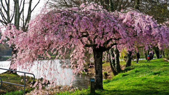 Quel est le premier arbre qui fleurit au printemps ? - Housekeeping ...