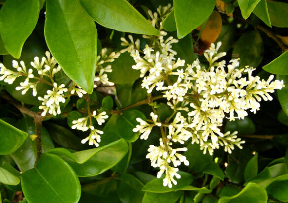 Quel troène choisir pour une haie ? - Housekeeping Magazine : Idées ...