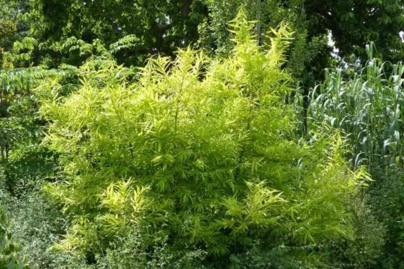 Quelle plante pour un sol très humide ? - Housekeeping Magazine : Idées ...