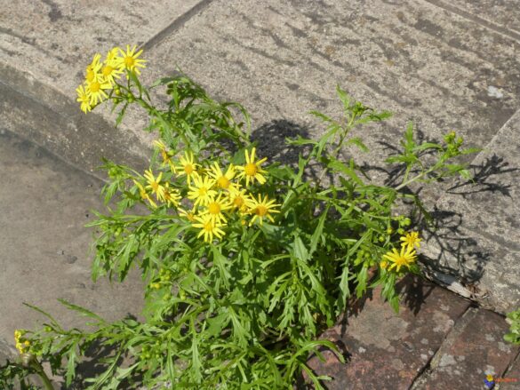 Quelle plante ressemble au pissenlit ? - Housekeeping Magazine : Idées ...