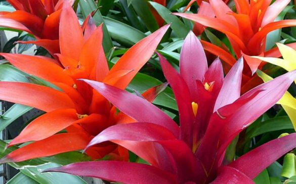 Quelles sont les plus belles fleurs d'intérieur ? - Housekeeping ...