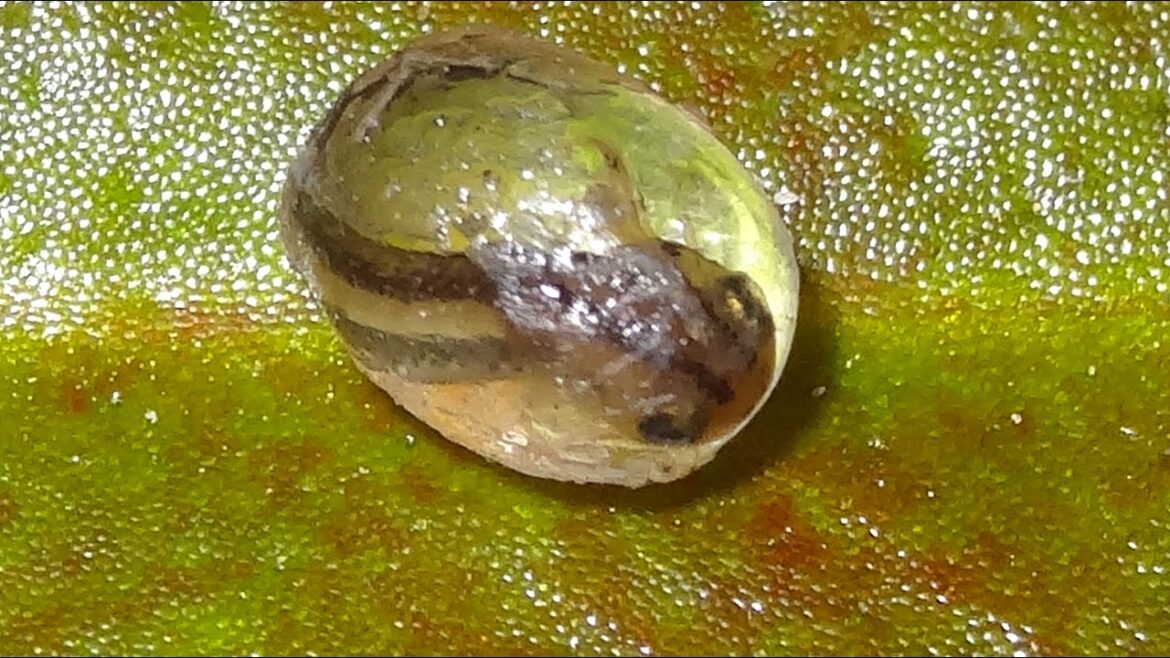 Qu'est-ce que ça mange un triton ? - Housekeeping Magazine : Idées ...